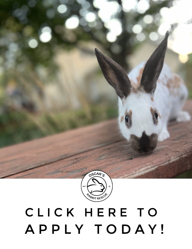 Oscar's Rabbit Rescue, Inc. – Domestic Rabbit Rescue in Central Wisconsin