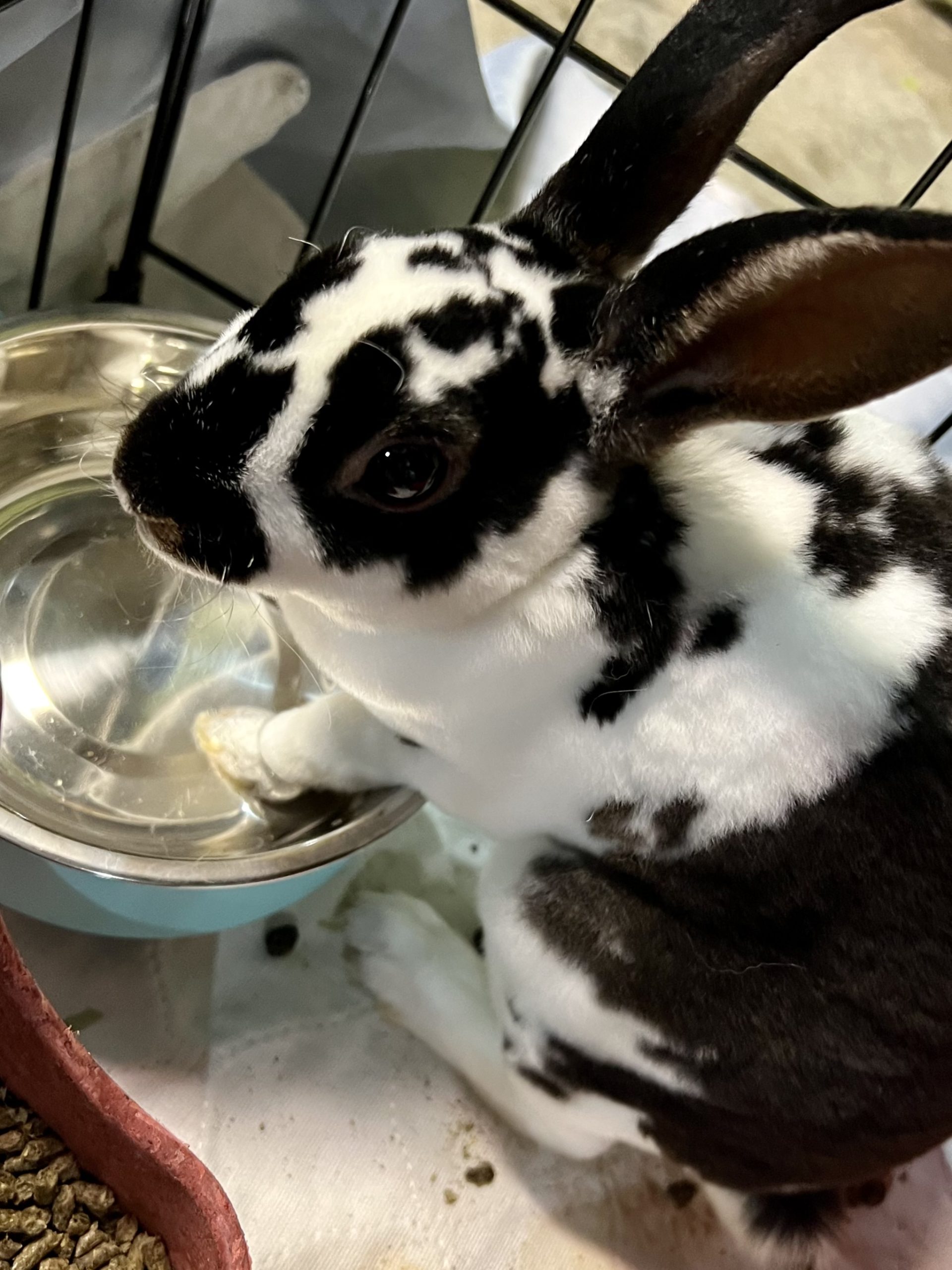 Oscars Rabbit Rescue – Rabbit Rescue in Central Wisconsin