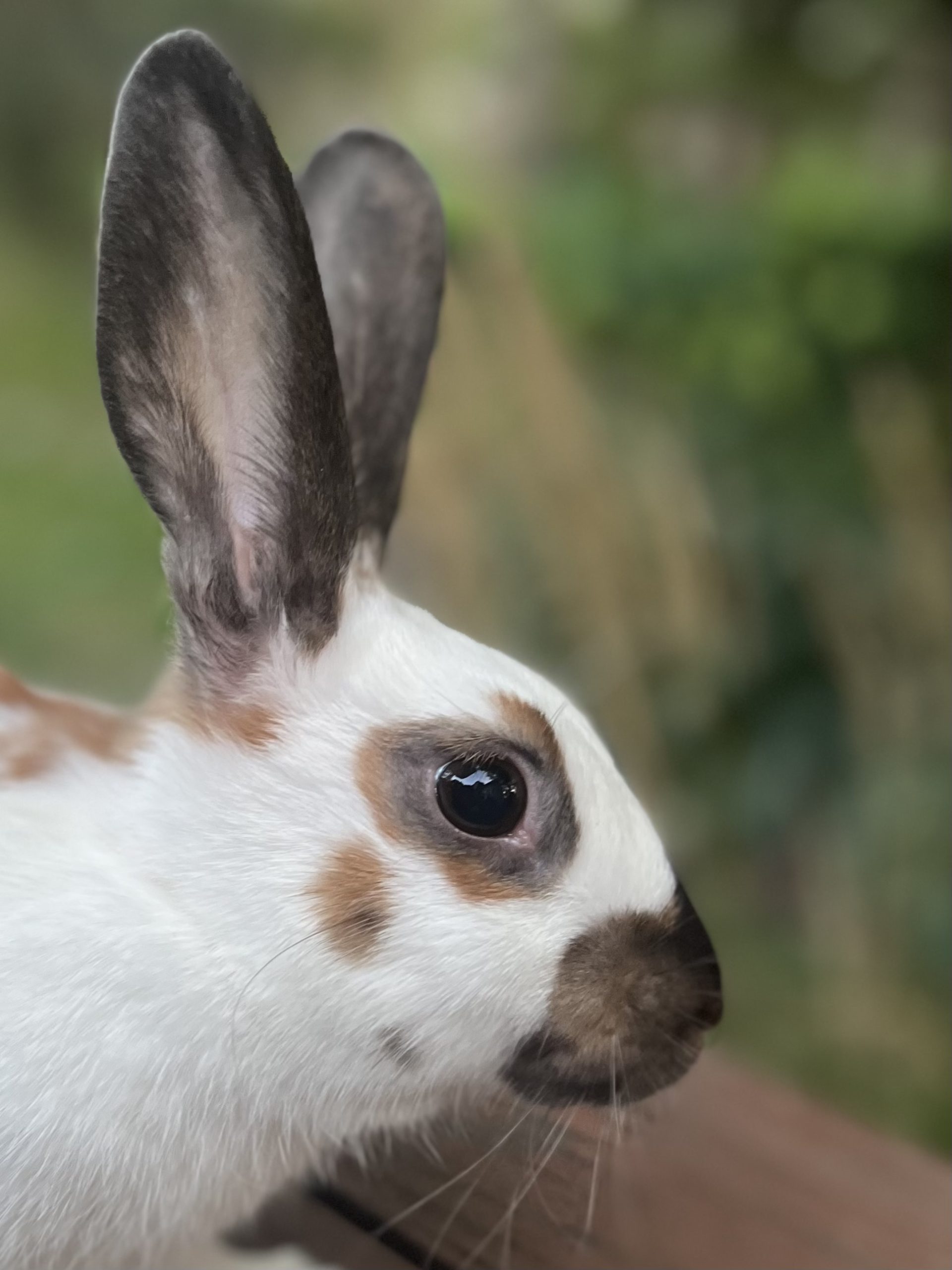 Oscars Rabbit Rescue – Rabbit Rescue in Central Wisconsin
