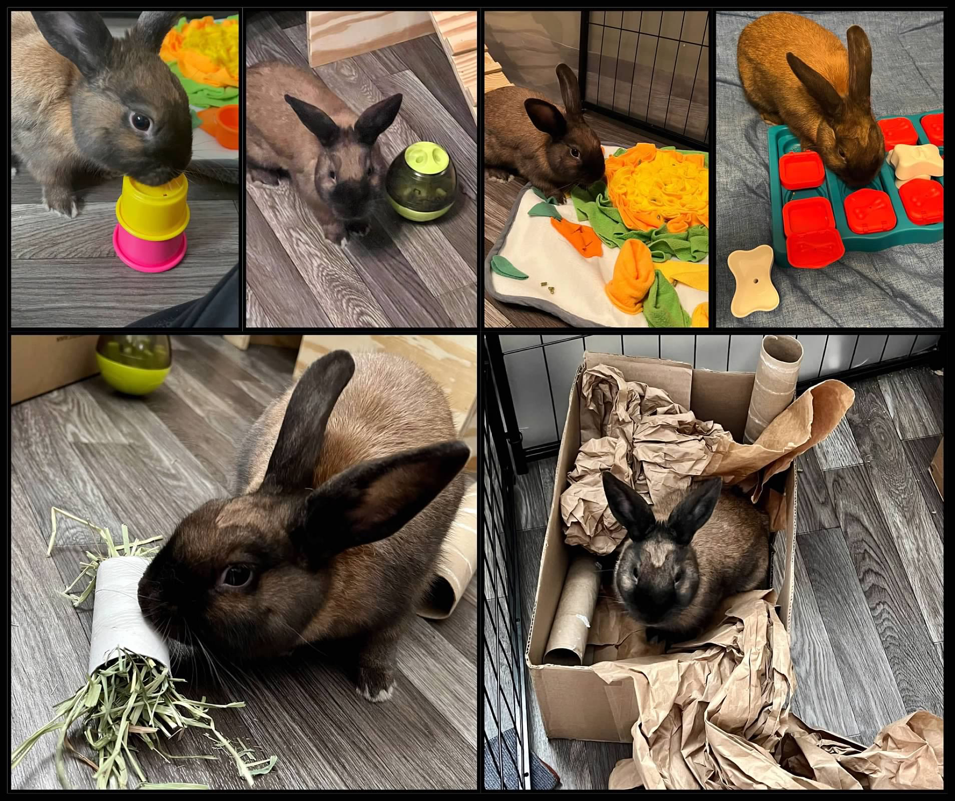 Enrichment Activities – Oscar's Rabbit Rescue, Inc.
