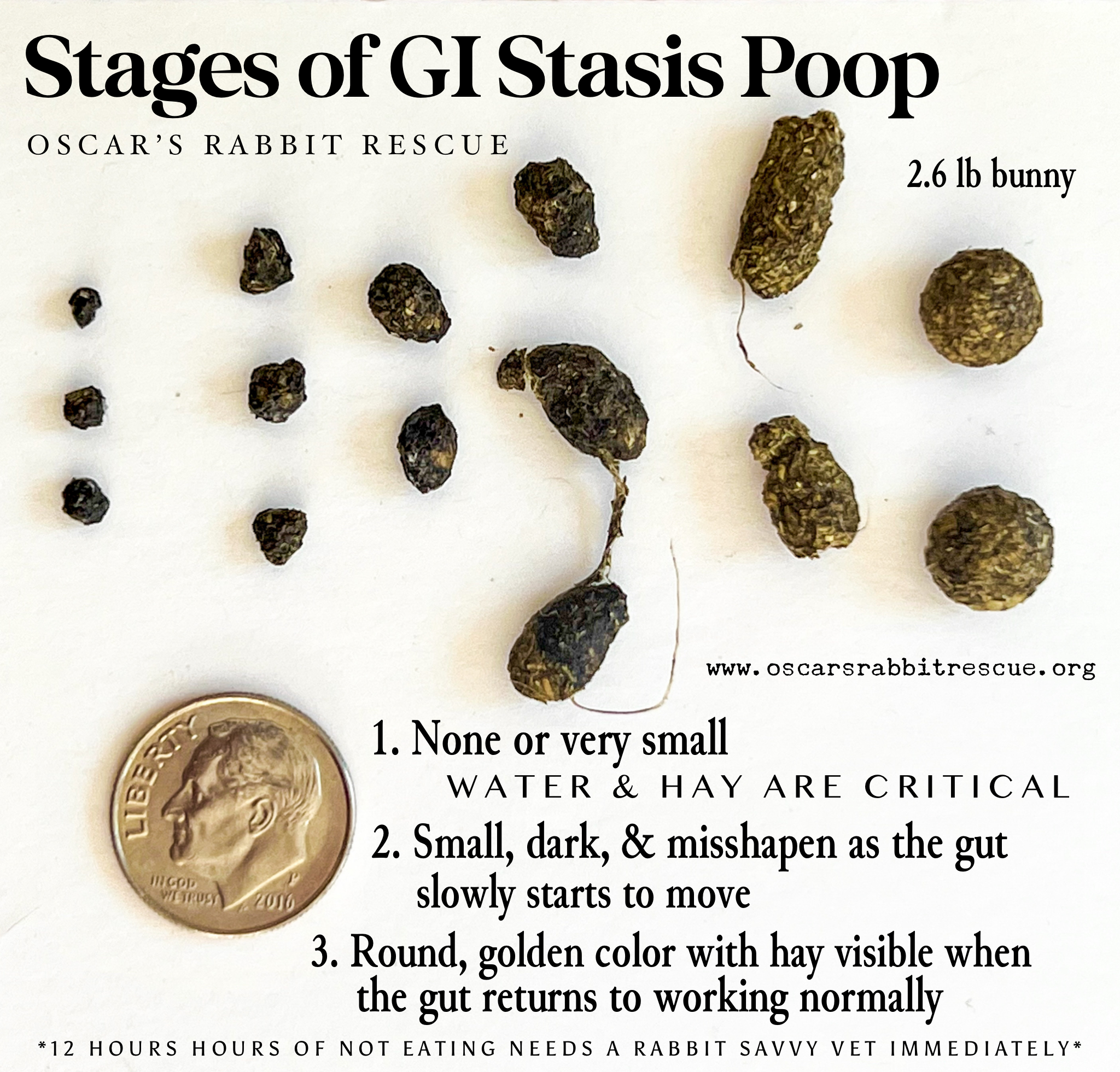 GI Stasis in Rabbits – Oscar's Rabbit Rescue, Inc.