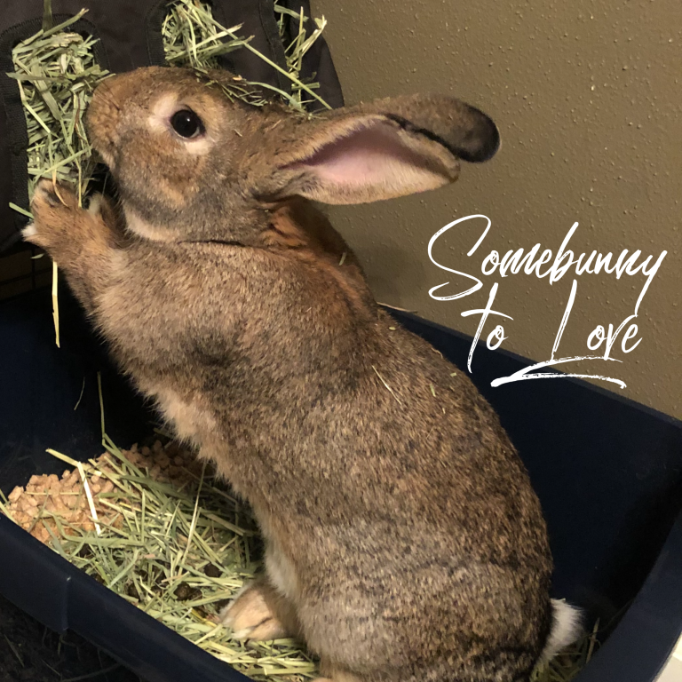 About – Oscar's Rabbit Rescue, Inc.