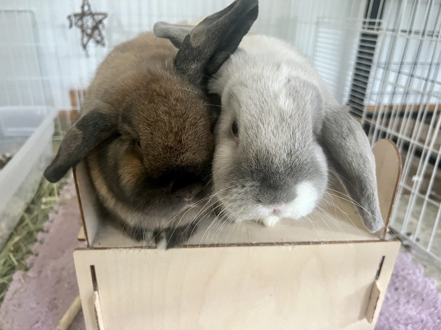 Bonding Rabbits – Oscar's Rabbit Rescue, Inc.