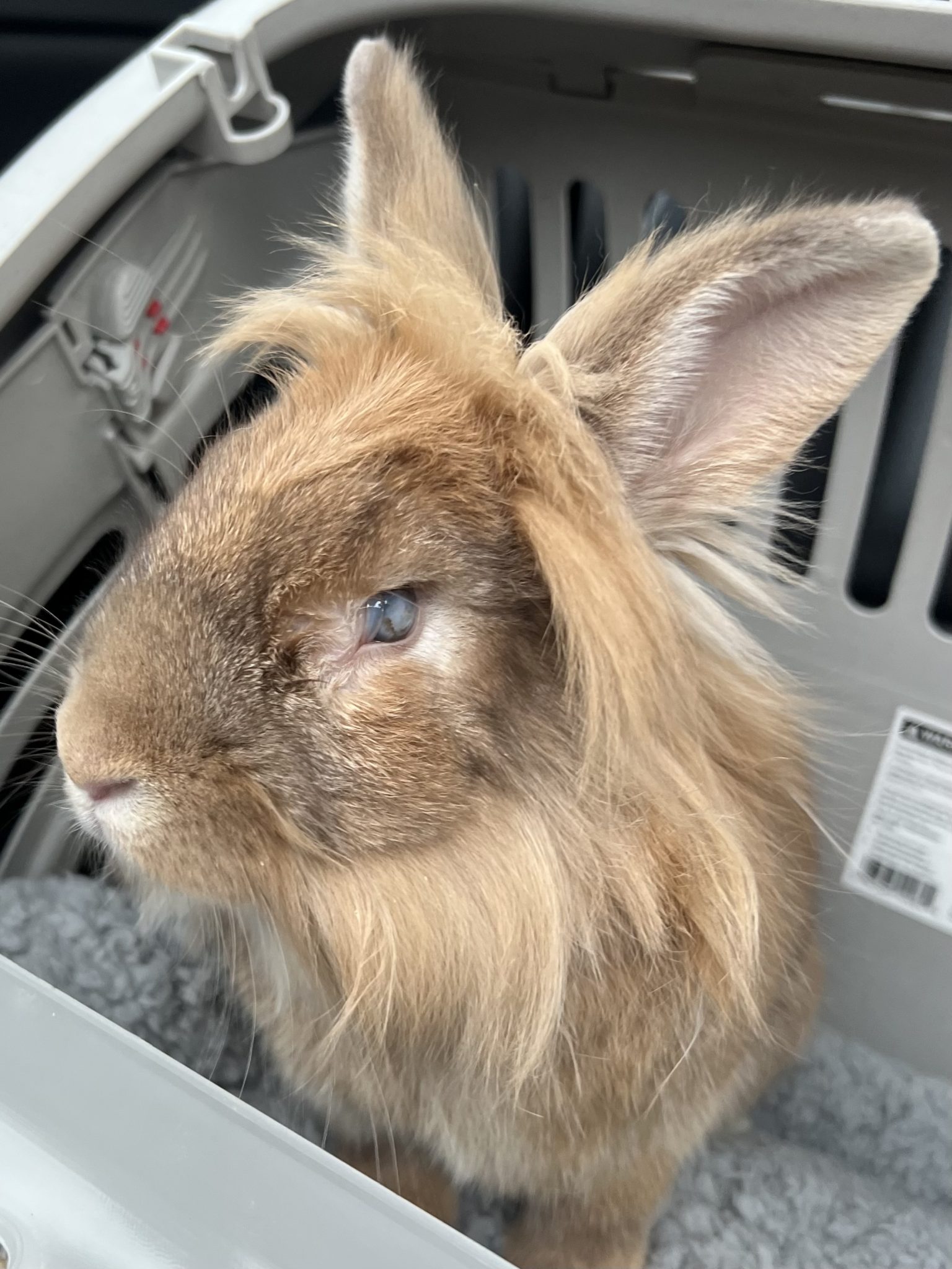 Donate – Oscar's Rabbit Rescue, Inc.