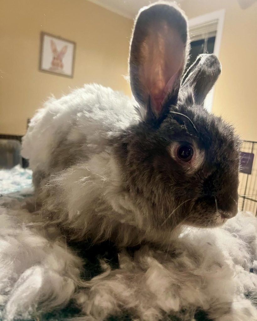 Molting & Brushing – Oscar's Rabbit Rescue, Inc.