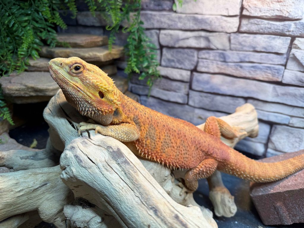 Oscar's Rabbit Rescue, Inc. – Domestic Rabbit Rescue in Central Wisconsin