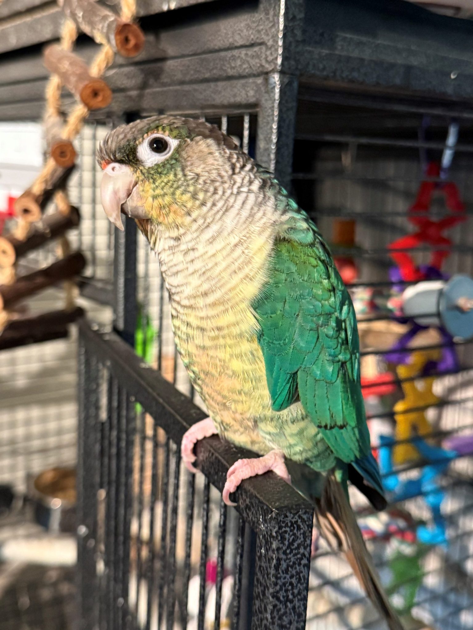 Oscar's Rabbit Rescue, Inc. – Domestic Rabbit Rescue in Central Wisconsin